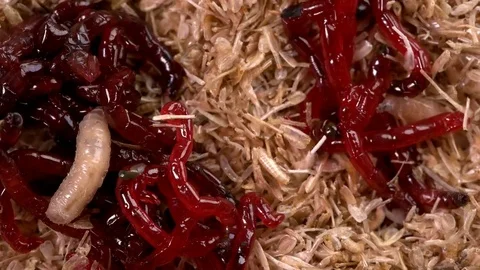 Worms, maggots, close-ups of larvae | Stock Video | Pond5