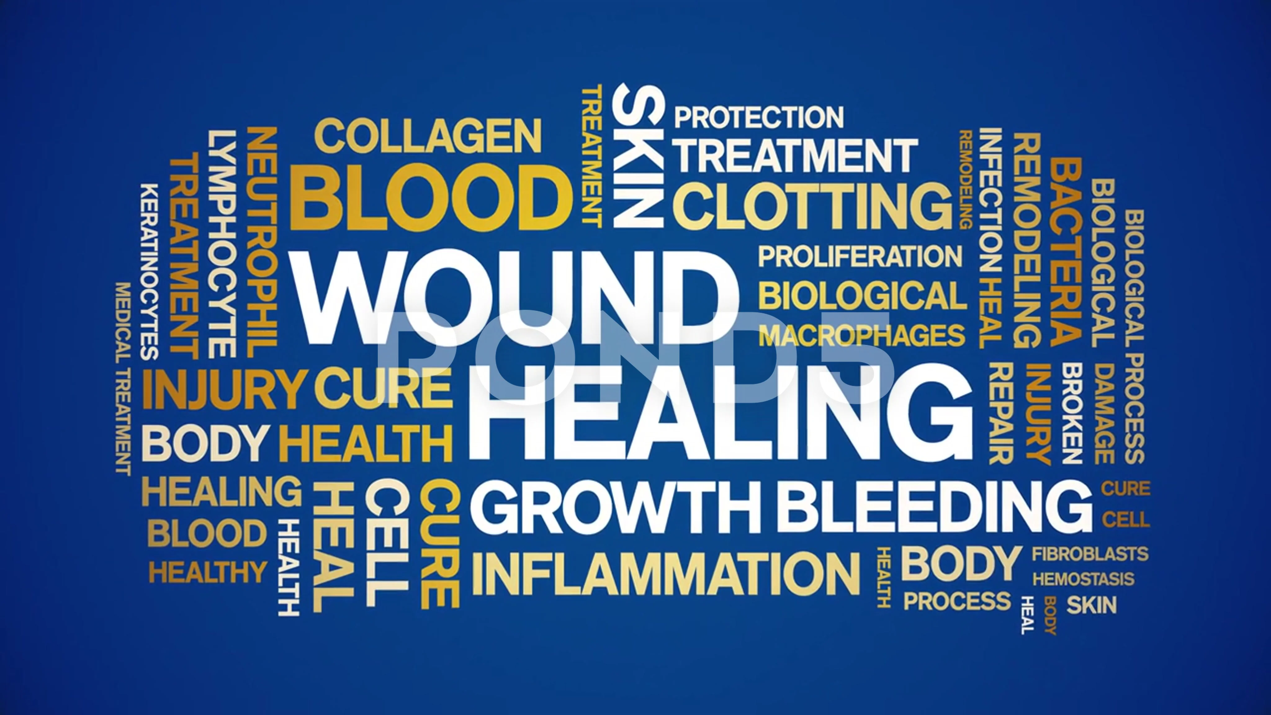 Wound Healing Animation