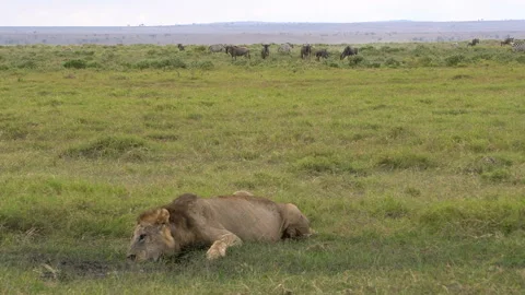 Wounded Lion Stock Video Footage | Royalty Free Wounded Lion Videos | Pond5