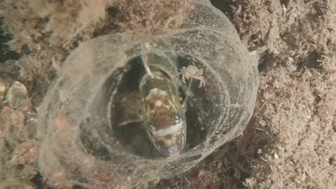 Wrasse sleeping in mucus cocoon with cra... | Stock Video | Pond5