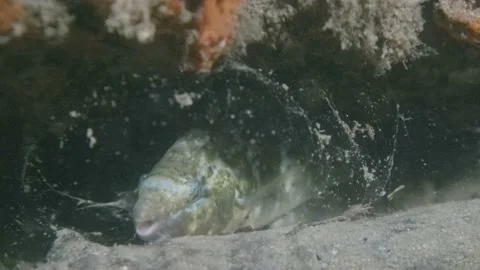 Wrasse sleeping in mucus cocoon | Stock Video | Pond5