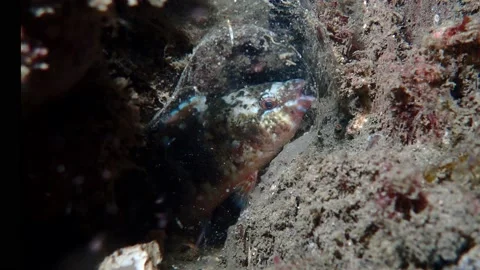 Wrasse sleeping in mucus cocoon sideway | Stock Video | Pond5
