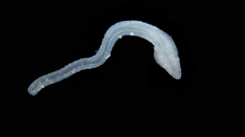 A wriggling tentacle similar to a worm u... | Stock Video | Pond5