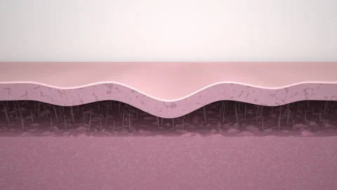 Medical Animation Skin Stock Videos – Royalty-Free HD & 4K Videos | Pond5