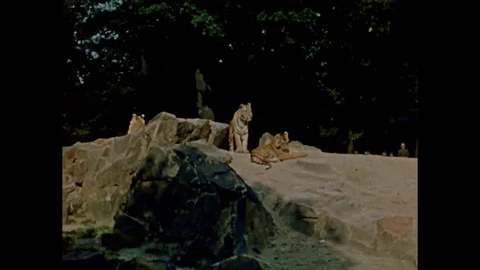 WW2 - View on lion in a zoo compound in ... | Stock Video | Pond5