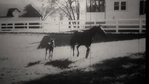 Horses Paddock Running Stock Videos – Royalty-Free HD & 4K Videos | Pond5