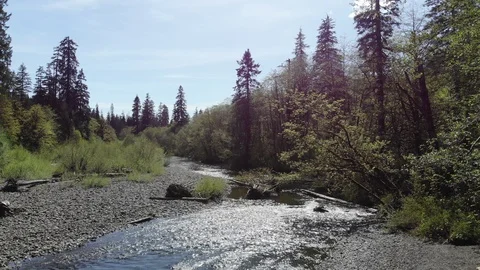 Wynoochee River flowing through Olympic ... | Stock Video | Pond5