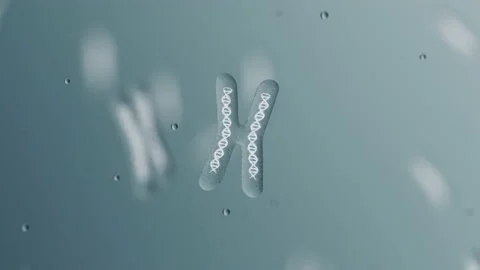 X Chromosomes with DNA helix inside unde... | Stock Video | Pond5