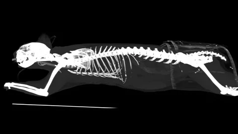 Cat Skeleton Stock Videos – Royalty-Free HD & 4K Videos | Pond5