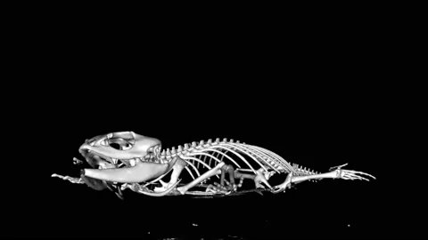 x-ray CT scan of a pogona skeleton | Stock Video | Pond5
