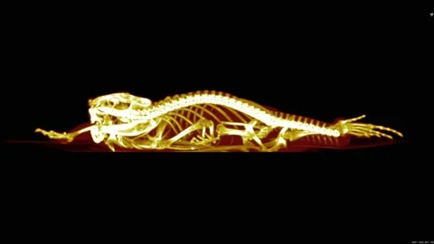 x-ray CT scan of a pogona skeleton | Stock Video | Pond5