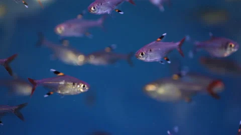 X-Ray fish or Xray Tetra Pristella maxil... | Stock Video | Pond5