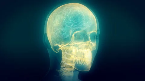 X-ray of human head. Clip D. Loop. | Stock Video | Pond5