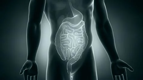 X-ray male digestive anatomy in loop | Stock Video | Pond5