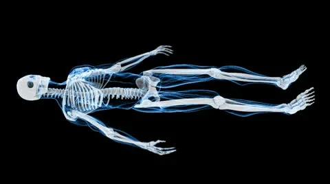 X-Ray Scan of Human Skeleton - Vertical ... | Stock Video | Pond5