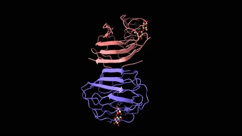 X-ray structure of the human dimeric s-l... | Stock Video | Pond5
