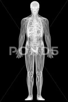 X-ray view of full human body isolated on black background. high ...