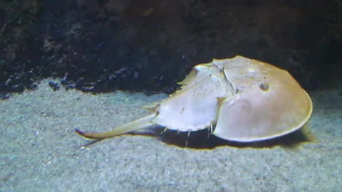 Horseshoe Crab Stock Videos – Royalty-Free HD & 4K Videos | Pond5