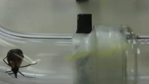 Y - shaped olfactometer experiment testi... | Stock Video | Pond5