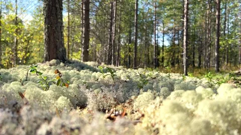 Yagel in the northern tundra of the Kola... | Stock Video | Pond5