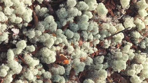 Yagel in the northern tundra of the Kola... | Stock Video | Pond5