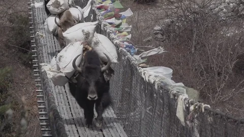 A yak carrying a heavy load, crossing a ... | Stock Video | Pond5