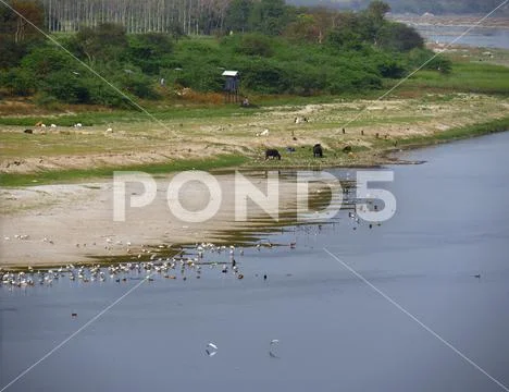 Photograph: Yamuna River with flocks of ducks and few cows across from ...