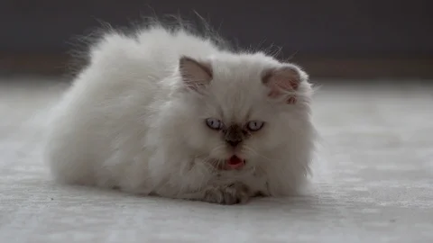 Yawning baby cat | Stock Video | Pond5