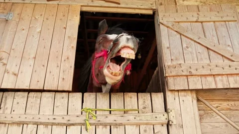 Yawning funny horse in stable. Portrait ... | Stock Video | Pond5
