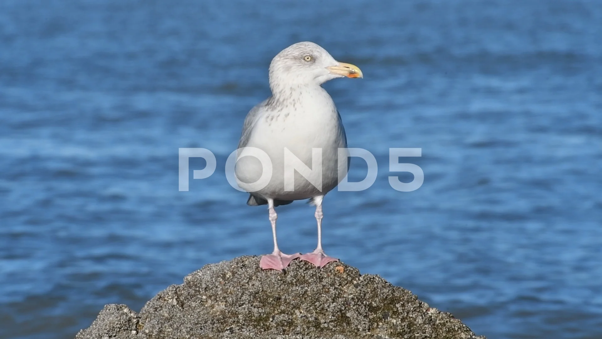 Herring Gull Winter