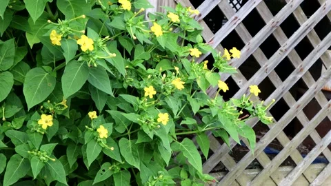 Windd]O Stock Videos – Royalty-Free HD & 4K Videos