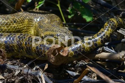 Yellow anaconda Eunectes notaeus lying in the undergrowth Pantanal Mato ...