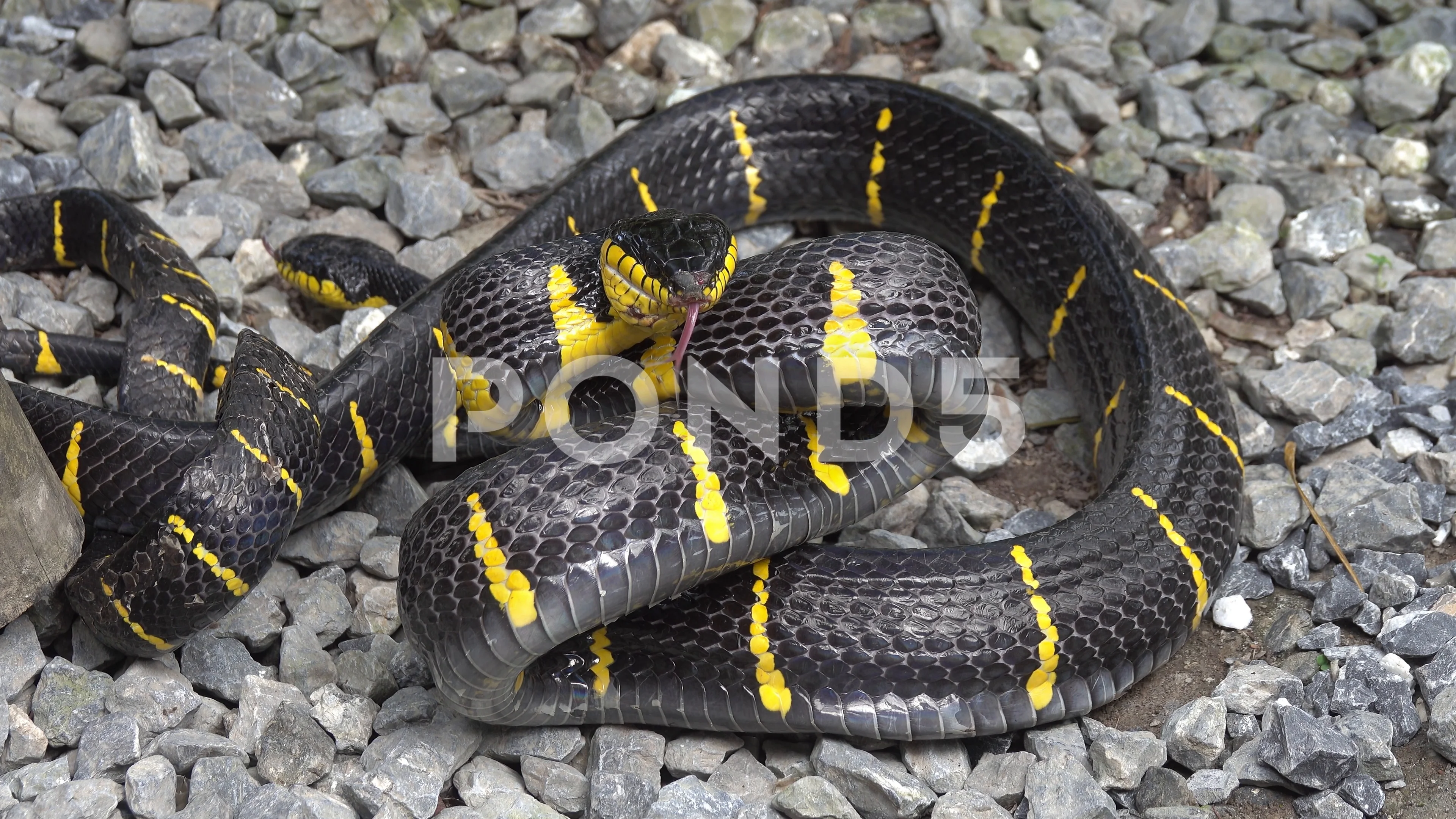 Black Mangrove Snake
