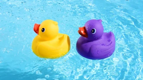 Squeaky Duck Stock Videos – Royalty-Free HD & 4K Videos | Pond5