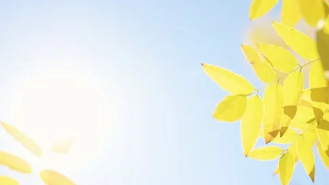 Yellow autumn leaves on tree branch sway... | Stock Video | Pond5