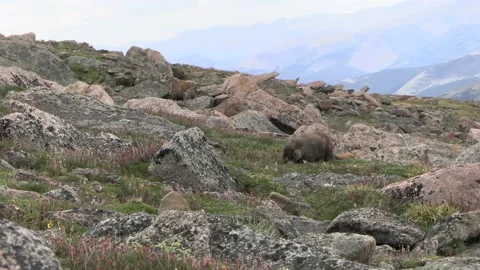Yellow-bellied Marmot Eating Feeding in ... | Stock Video | Pond5