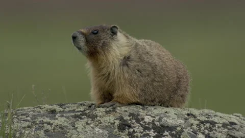 Yellow-bellied Marmot side view sitting ... | Stock Video | Pond5