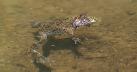 The yellow-bellied toad floating on the ... | Stock Video | Pond5