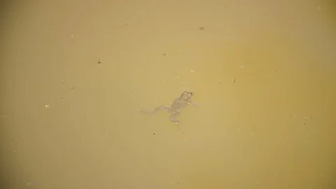 yellow bellied toad floating in a pond. ... | Stock Video | Pond5