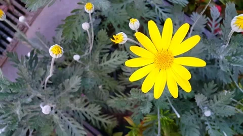 Yellow Daisy Wallpaper Stock Videos – Royalty-Free HD & 4K Videos | Pond5