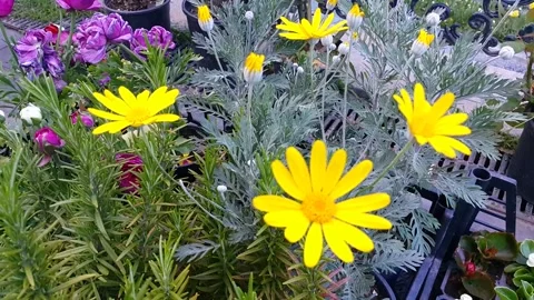 Yellow Daisy Wallpaper Stock Videos – Royalty-Free HD & 4K Videos | Pond5