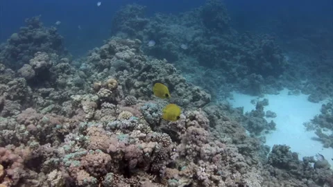 Yellow butterfly fish on coral reef in u... | Stock Video | Pond5