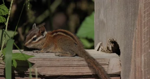 Yellow-Cheeked Chipmunk On Fence Rail Sa... | Stock Video | Pond5