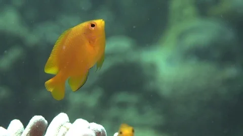 Yellow chromis (Chromis analis) in the c... | Stock Video | Pond5