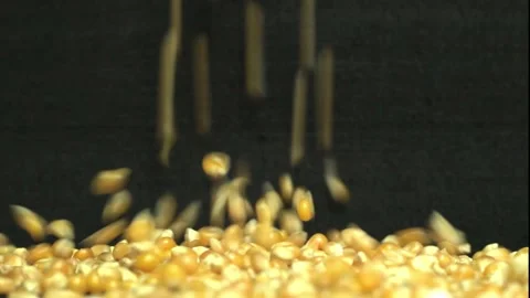 Yellow corn falling on a black backgroun... | Stock Video | Pond5