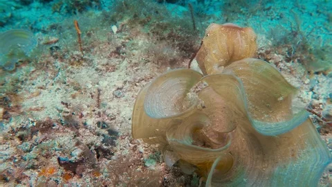 Yellow Cuttlefish aka Filipino Cuttlefis... | Stock Video | Pond5