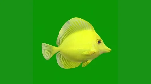 yellow fish green screen animated chroma... | Stock Video | Pond5