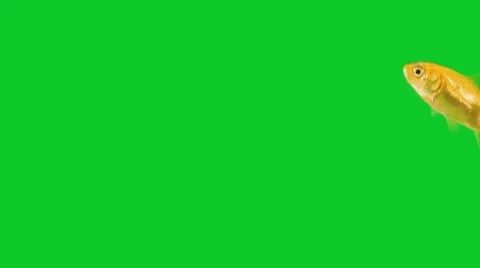 Greenscreen Fish Stock Footage ~ Royalty Free Stock Videos | Pond5