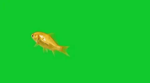 Greenscreen Fish Stock Footage ~ Royalty Free Stock Videos | Pond5