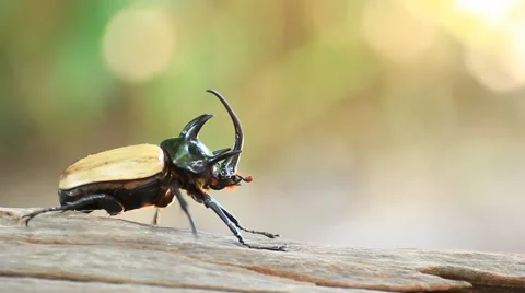 Beetle In Flying Stock Footage ~ Royalty Free Stock Videos | Pond5